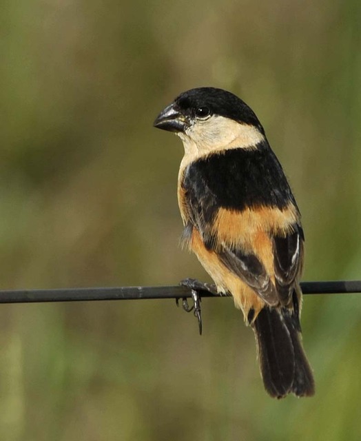 caboclinho-do-sertão (Sporophila nigrorufa) | WikiAves - A Enciclopédia ...