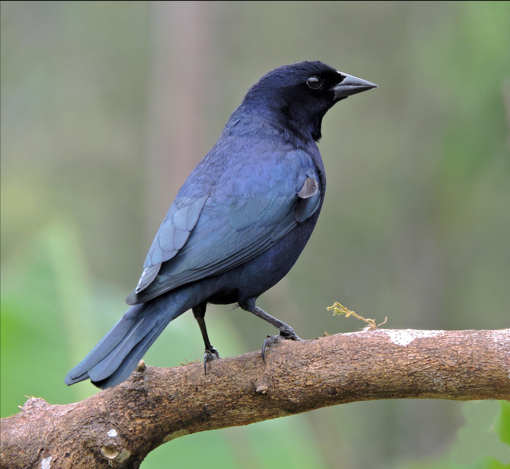 Foto chupim (Molothrus bonariensis) Por Arjuna Sundara | Wiki Aves - A ...