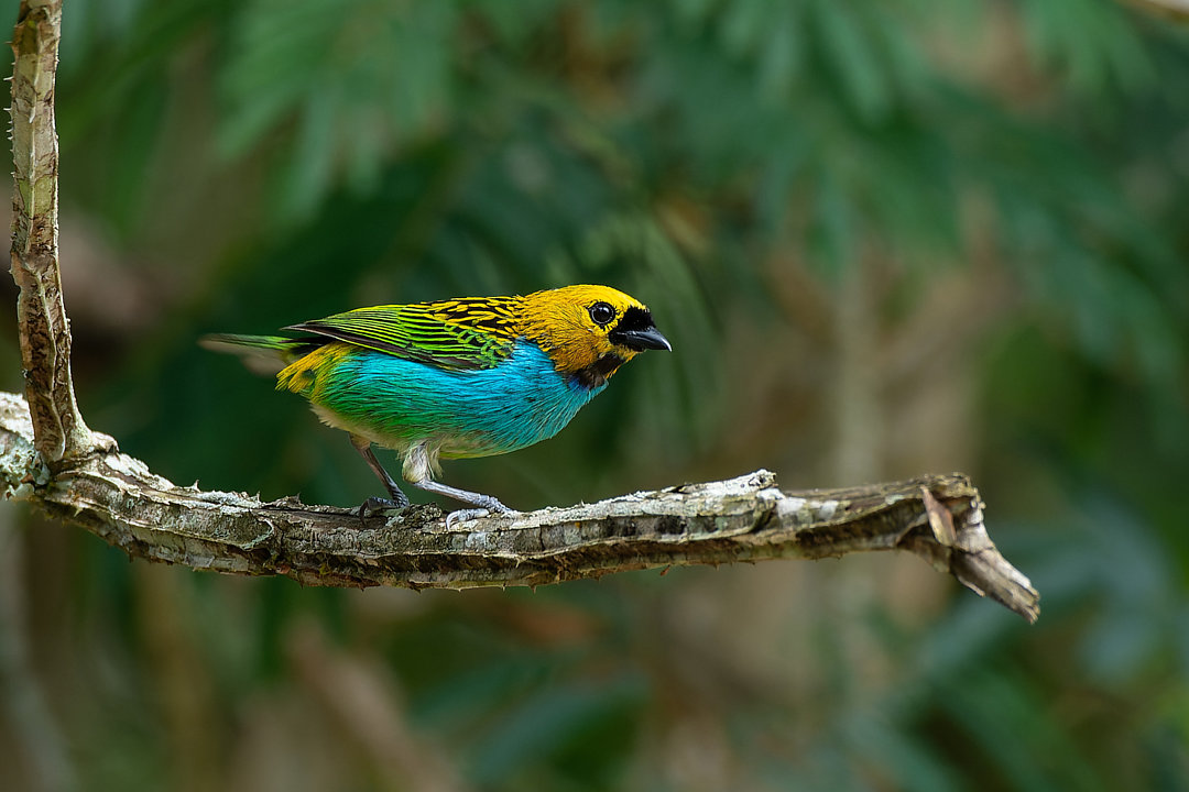 Foto saíra-douradinha (Tangara cyanoventris) Por Luciano Bernardes ...