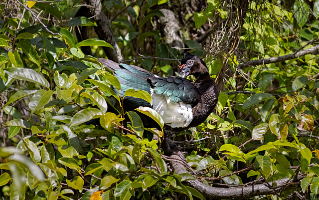 Foto pato-do-mato (Cairina moschata) Por Marcia Tavares | Wiki Aves - A ...