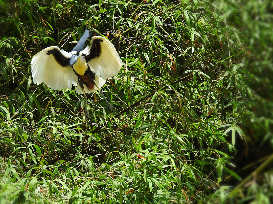 Foto arapapá (Cochlearius cochlearius) Por Luzete Amaral | Wiki Aves ...