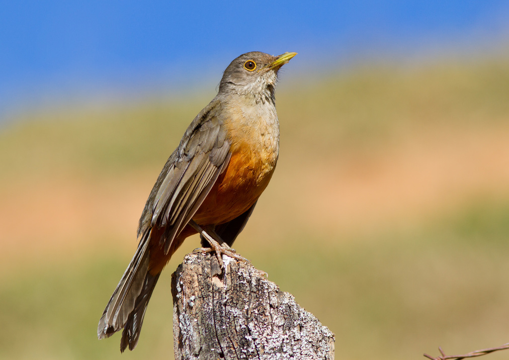 Foto sabiá-laranjeira (Turdus rufiventris) Por Constantino Melo | Wiki ...