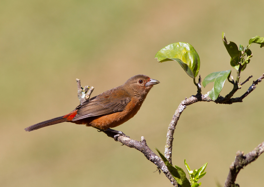 Foto tiê-sangue (Ramphocelus bresilia) Por Constantino Melo | Wiki Aves ...