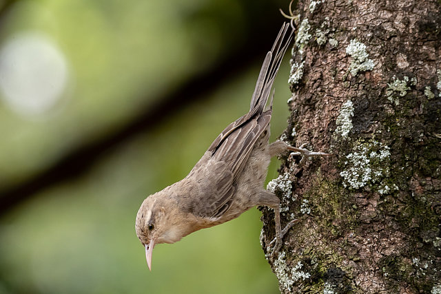 Foto catatau (Campylorhynchus turdinus) Por Celso Modesto Jr. | Wiki ...