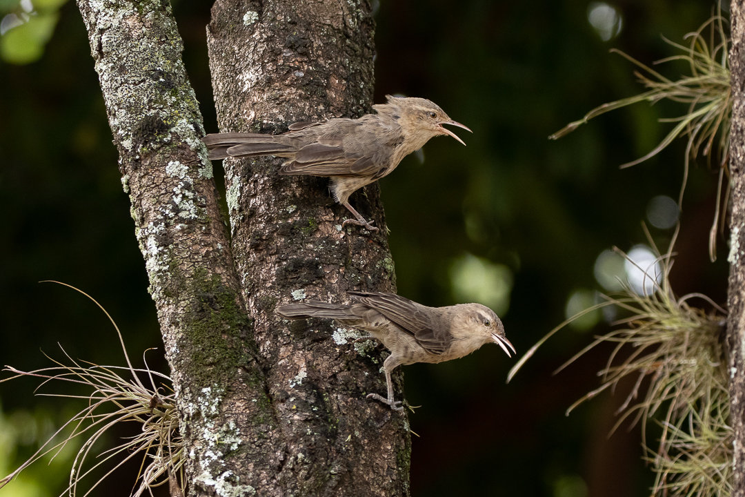 Foto catatau (Campylorhynchus turdinus) Por Celso Modesto Jr. | Wiki ...