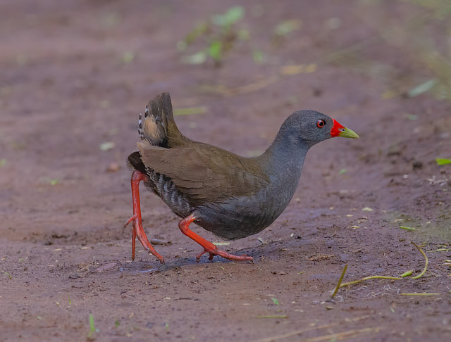 Foto turu-turu (Neocrex erythrops) Por Lindemberg Caranha | Wiki Aves ...