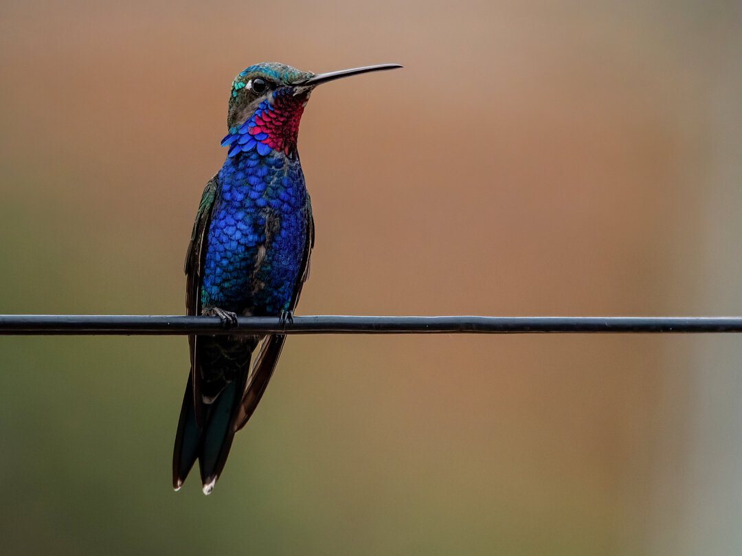 Foto bico-reto-azul (Heliomaster furcifer) Por Rafael Lopes - Foteando ...