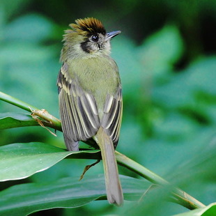 cabeçudo (Leptopogon amaurocephalus) | WikiAves - A Enciclopédia das ...