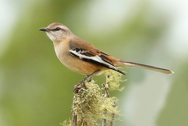 Foto calhandra-de-três-rabos (Mimus triurus) Por Leonardo Casadei ...