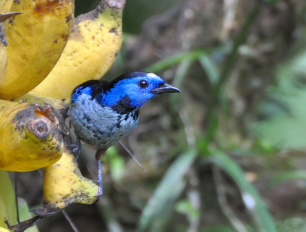 Foto saíra-pérola (Tangara cyanomelas) Por Stephen Jones | Wiki Aves ...