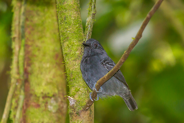 Foto choquinha-chumbo (Dysithamnus plumbeus) Por Bertrando Campos ...