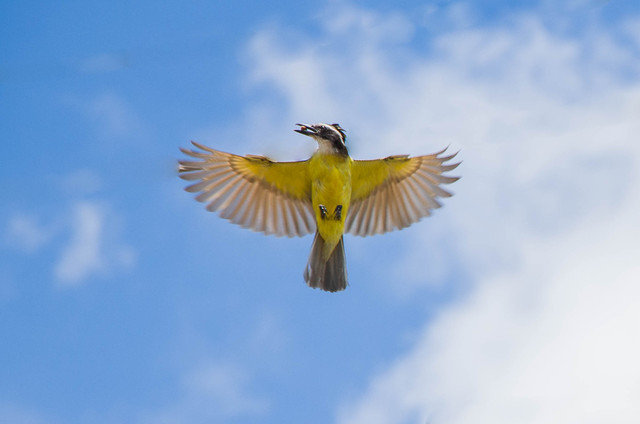Foto bem-te-vi (Pitangus sulphuratus) Por Gabriel Surek | Wiki Aves - A ...