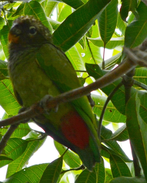 Foto maitaca-verde (Pionus maximiliani) Por Fernando Bittencourt | Wiki ...