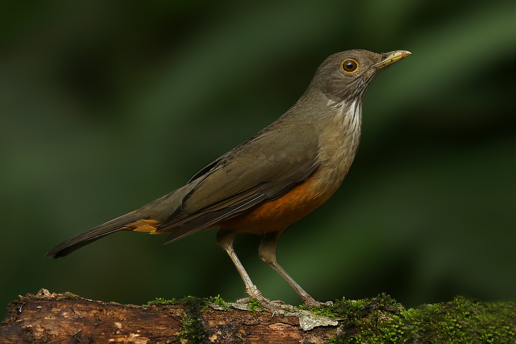 Foto sabiá-laranjeira (Turdus rufiventris) Por Leonardo Casadei | Wiki ...