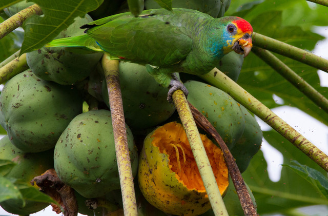 Foto chauá (Amazona rhodocorytha) Por Filipe Pacheco Ventura | Wiki ...