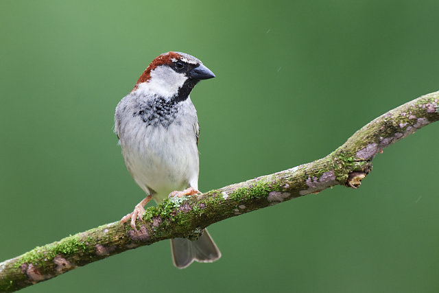 Foto pardal (Passer domesticus) Por Guilherme Willrich | Wiki Aves - A ...