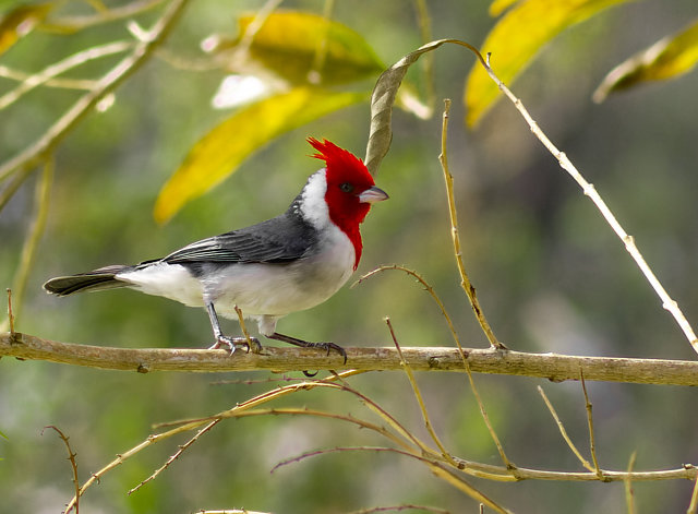 Foto cardeal (Paroaria coronata) Por Enéas G. Junior | Wiki Aves - A ...
