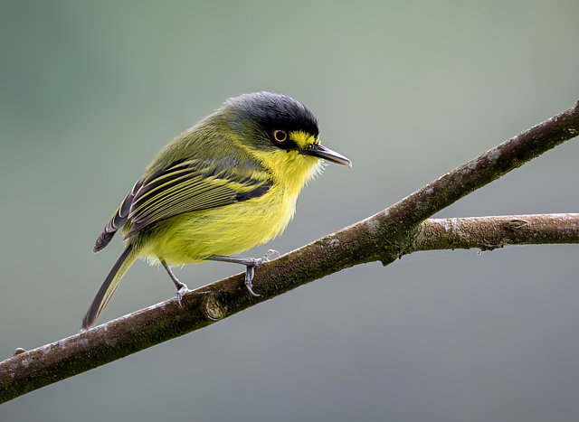 Foto teque-teque (Todirostrum poliocephalum) Por Paulo Cunha Pereira ...