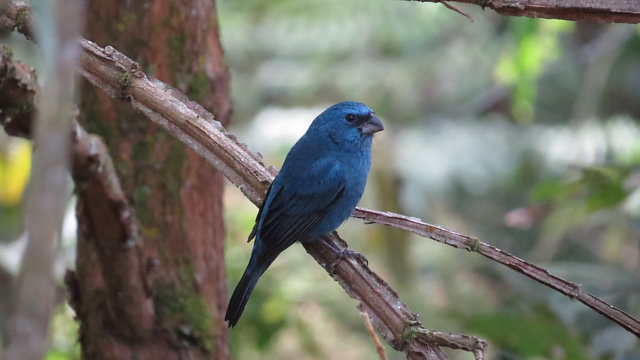 Foto azulinho (Cyanoloxia glaucocaerulea) Por Wesley G. Sabino | Wiki ...