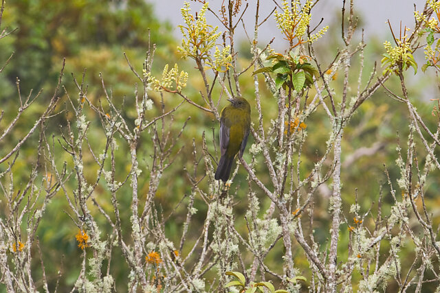 Foto saudade-de-asa-cinza (Lipaugus conditus) Por João Vitor Andriola ...