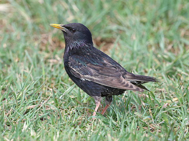 Foto estorninho (Sturnus vulgaris) Por Carmen Lúcia Bays Figueiredo ...