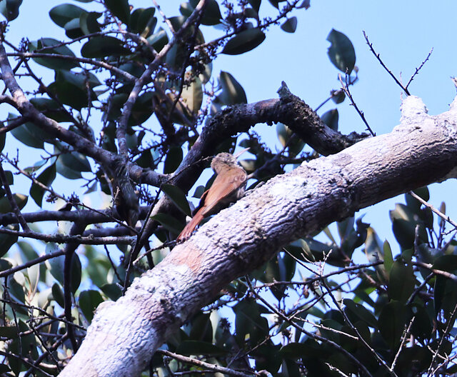 Foto arapaçu-do-duida (Lepidocolaptes duidae) Por Antonio Vallese ...