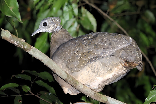 Foto inhambu-galinha (Tinamus guttatus) Por André Grassi-EcoBirding ...