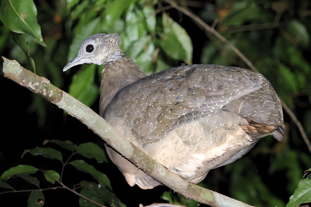 Foto inhambu-galinha (Tinamus guttatus) Por André Grassi-EcoBirding ...