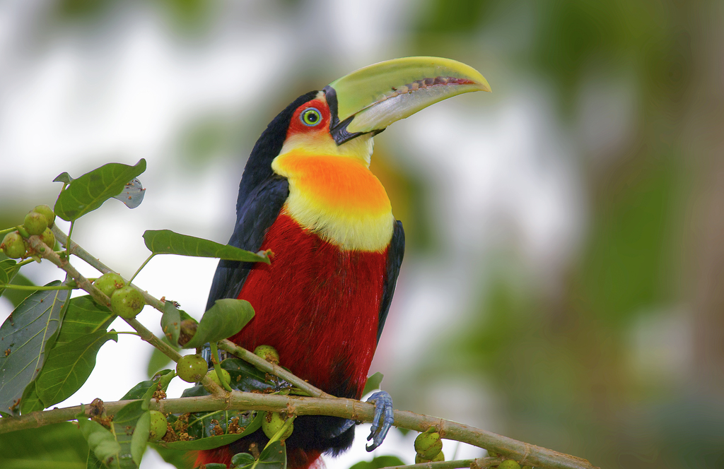 Foto tucano-de-bico-verde (Ramphastos dicolorus) Por Renerio Almeida ...