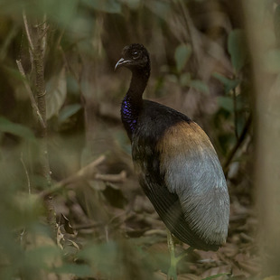 Psophiidae | WikiAves - A Enciclopédia das Aves do Brasil
