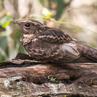 bacurau-de-lajeado (Nyctidromus nigrescens) | WikiAves - A Enciclopédia ...