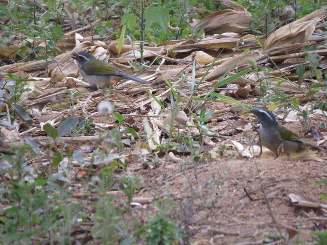 trinca-ferro (Saltator similis) | WikiAves - A Enciclopédia das Aves do ...