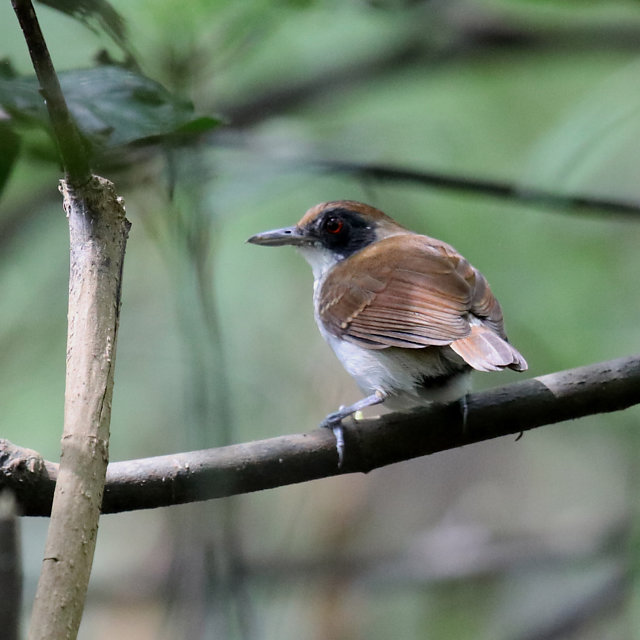 Foto formigueiro-liso-do-solimões (Myrmoborus berlepschi) Por Henrique ...