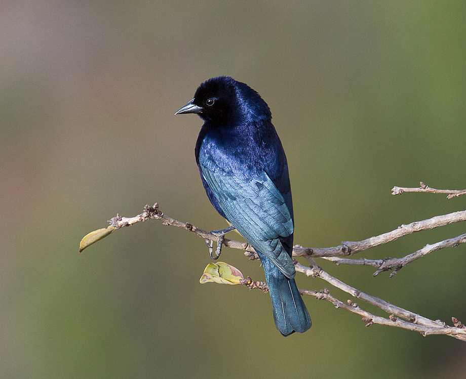 Foto chupim (Molothrus bonariensis) Por Ricardo Augusto Gomes da Costa ...