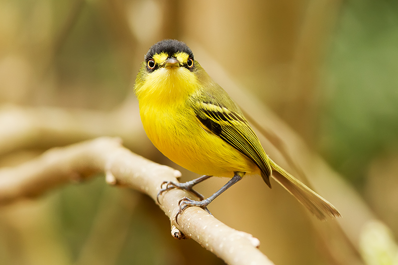 Foto teque-teque (Todirostrum poliocephalum) Por Justiniano Magnago ...
