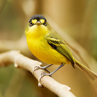 teque-teque (Todirostrum poliocephalum) | WikiAves - A Enciclopédia das ...