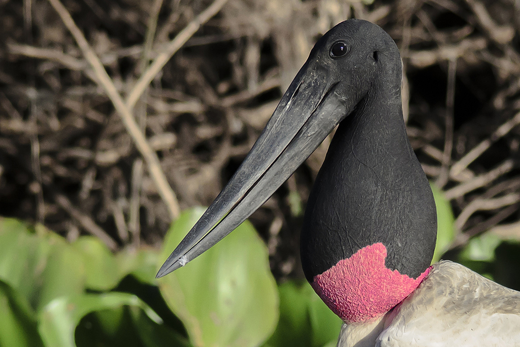 Foto tuiuiú (Jabiru mycteria) Por Sylvio Adalberto | Wiki Aves - A ...