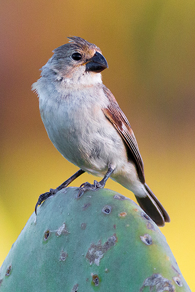 Foto golinho (Sporophila albogularis) Por Marcus Mello | Wiki Aves - A ...