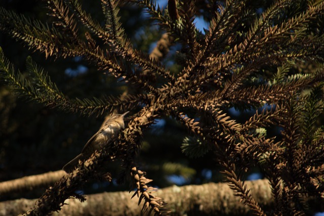 Foto catatau (Campylorhynchus turdinus) Por André Espig | Wiki Aves - A ...
