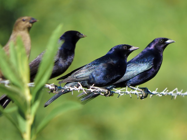 Foto chupim (Molothrus bonariensis) Por Rafael Weber | Wiki Aves - A ...