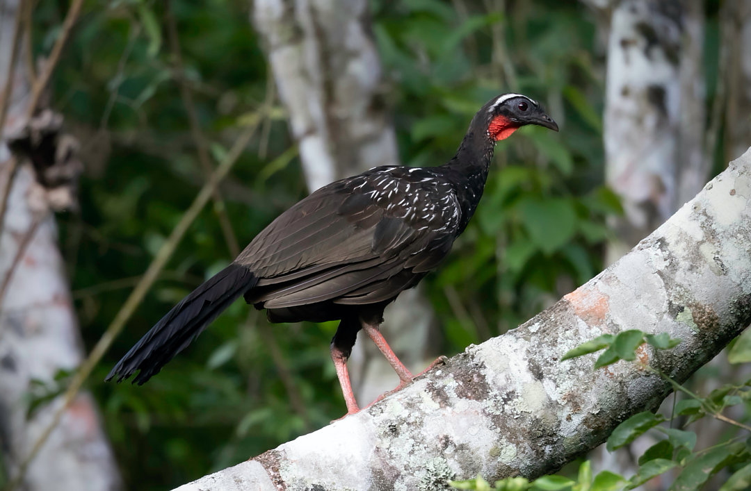 Foto jacucaca (Penelope jacucaca) Por Roberval Costa | Wiki Aves - A ...