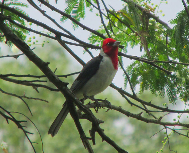 Foto cardeal (Paroaria coronata) Por Enéas G. Junior | Wiki Aves - A ...