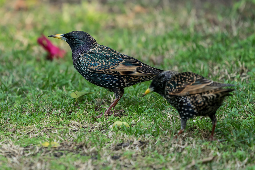 Foto estorninho (Sturnus vulgaris) Por Joao Quental | Wiki Aves - A ...