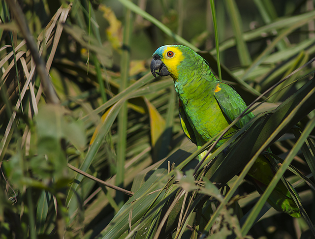 Foto papagaio-verdadeiro (Amazona aestiva) Por Cal Martins | Wiki Aves ...