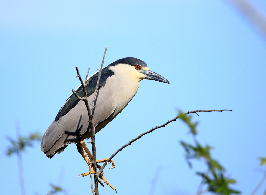 Foto socó-dorminhoco (Nycticorax nycticorax) Por Helena Backes | Wiki ...