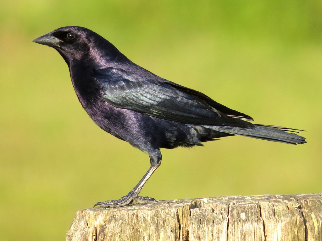 Foto chupim (Molothrus bonariensis) Por Raphael Kurz - Aves do Sul ...
