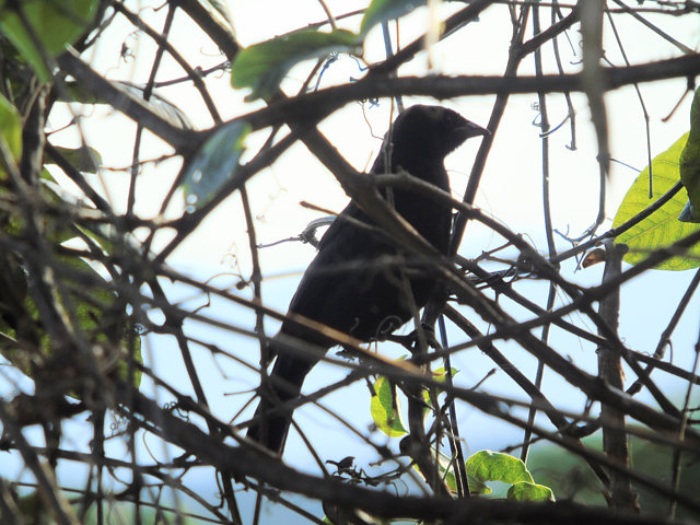 Foto chupim (Molothrus bonariensis) Por Kelly Vendramini | Wiki Aves ...