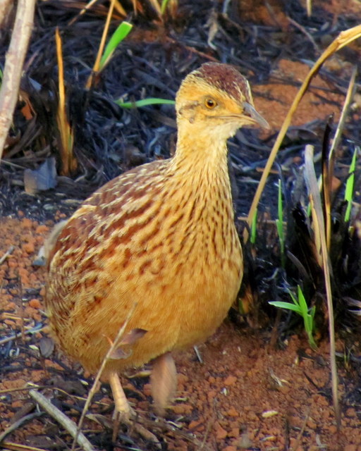 codorna-mineira (Nothura minor) | WikiAves - A Enciclopédia das Aves do ...