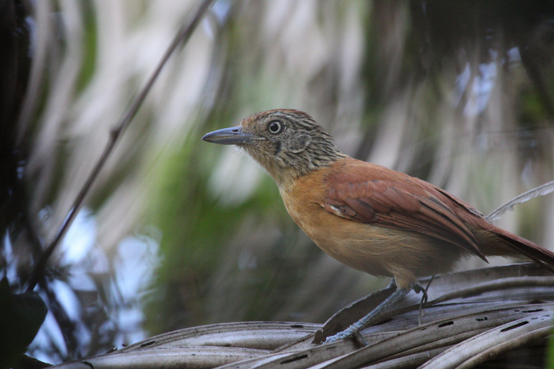 Foto choca-barrada (Thamnophilus doliatus) Por Luiz Felipe MNS | Wiki ...