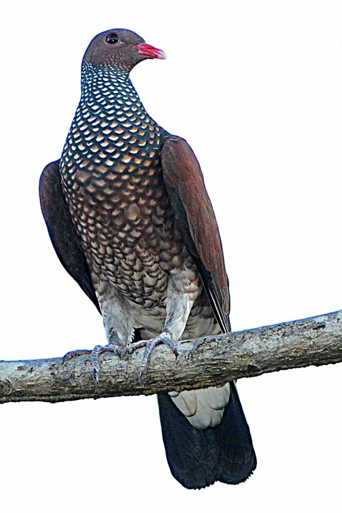 Foto pomba-trocal (Patagioenas speciosa) Por Amaro Alves | Wiki Aves ...